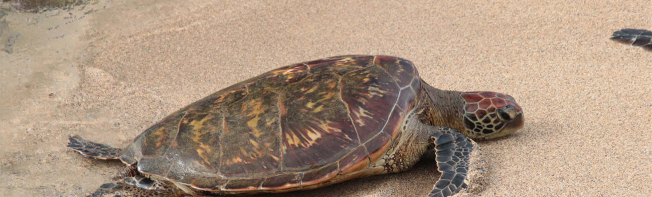 Bruce Magnuson | Edina Realty